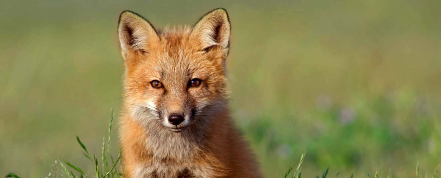 About Us | Willow Lakes